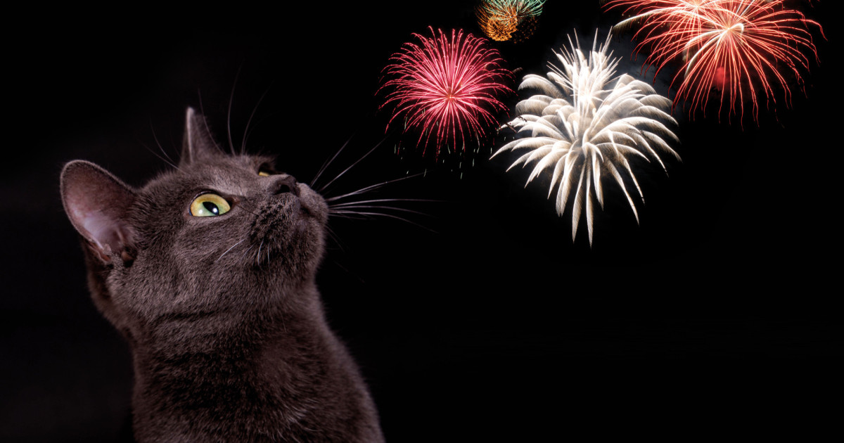 Tiere & ihre Angst vor Feuerwerk zu Silvester: Diese Bachblüten helfen!